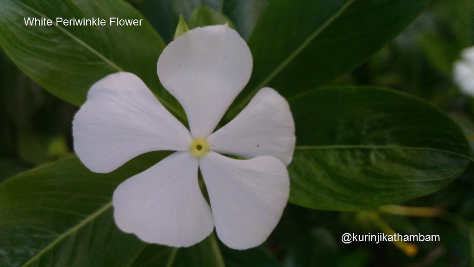 Flowers from My Cam: 46. White Periwinkle Flower / Nithyakalyani Poo ...