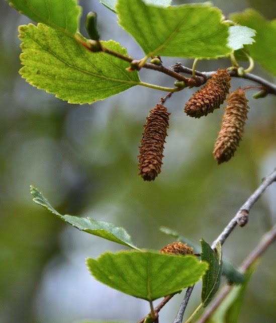 In the Company of Plants and Rocks: Are you an alder or a birch?