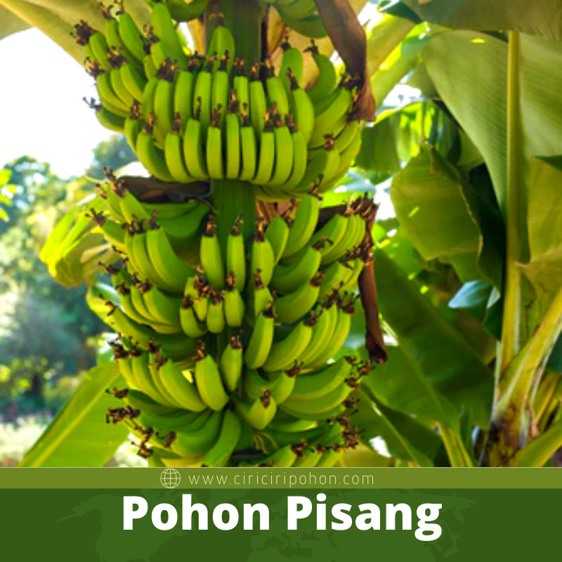 Manfaat Daun Pohon Pisang yang Telah Kering - Ciriciripohon.com