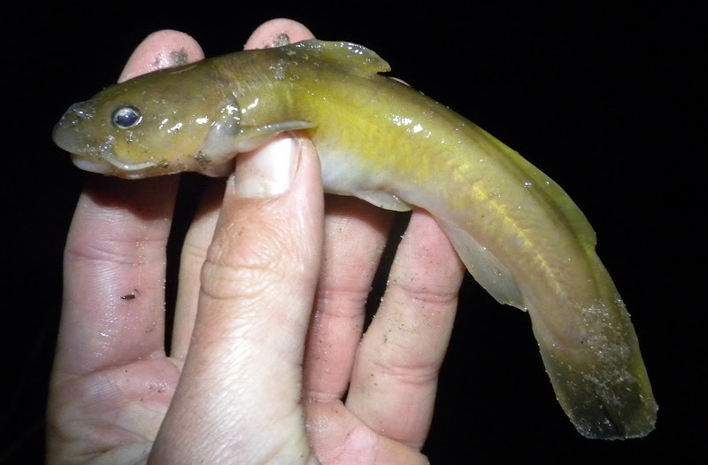 Ben Cantrell's fish species blog: Slimy sculpin 100th species ...