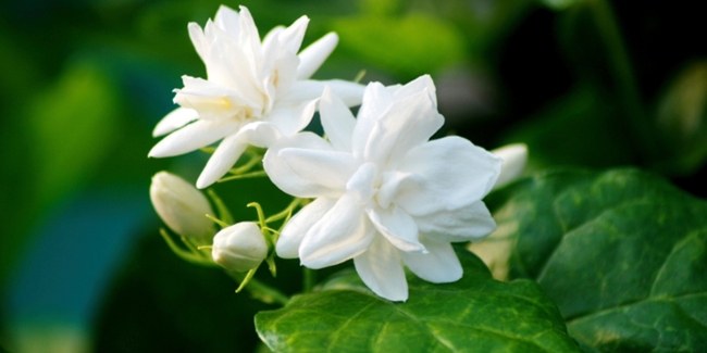 Wow 30+ Bunga Melati Beserta Nama Latin - Gambar Bunga Indah