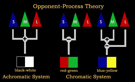 Theories of colour vision -Trichromatic theory