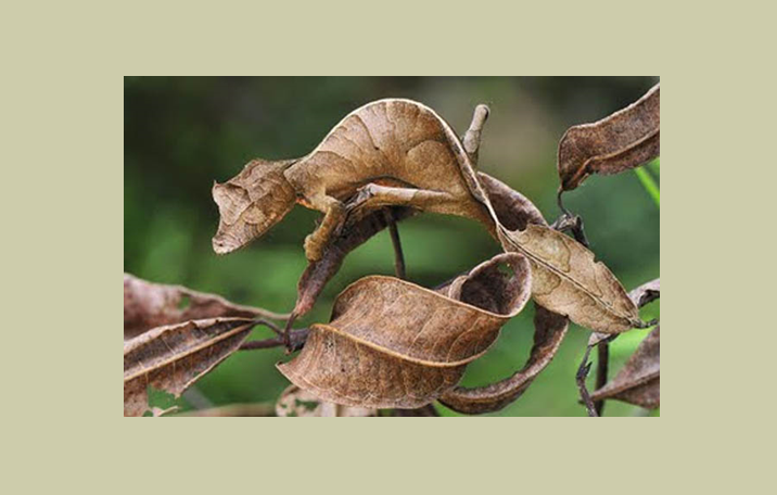 Adaptasi Makhluk Hidup : Pengertian, Fungsi, Jenis - Jegeristik