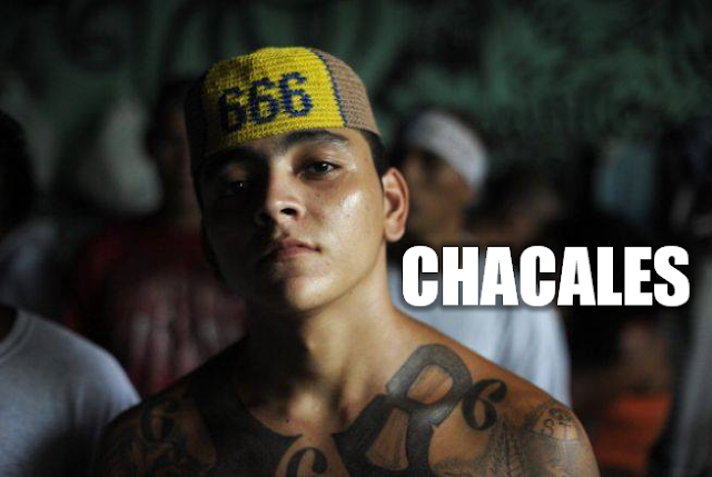 El Blog del Mayate: ¿QUÉ ES UN CHACAL? VISTO DESDE LO SOCIAL