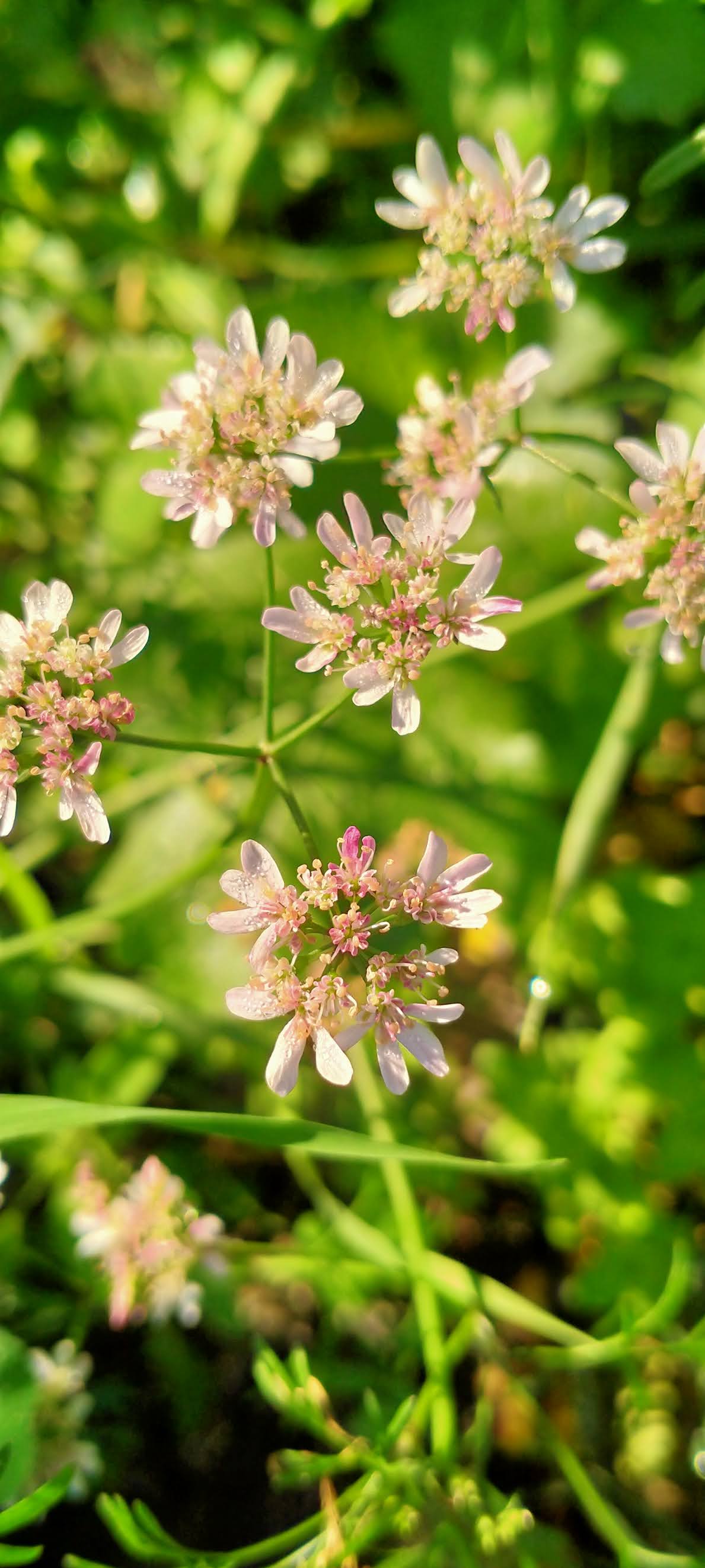 8 most beautiful pink and white flowers images || nature photos