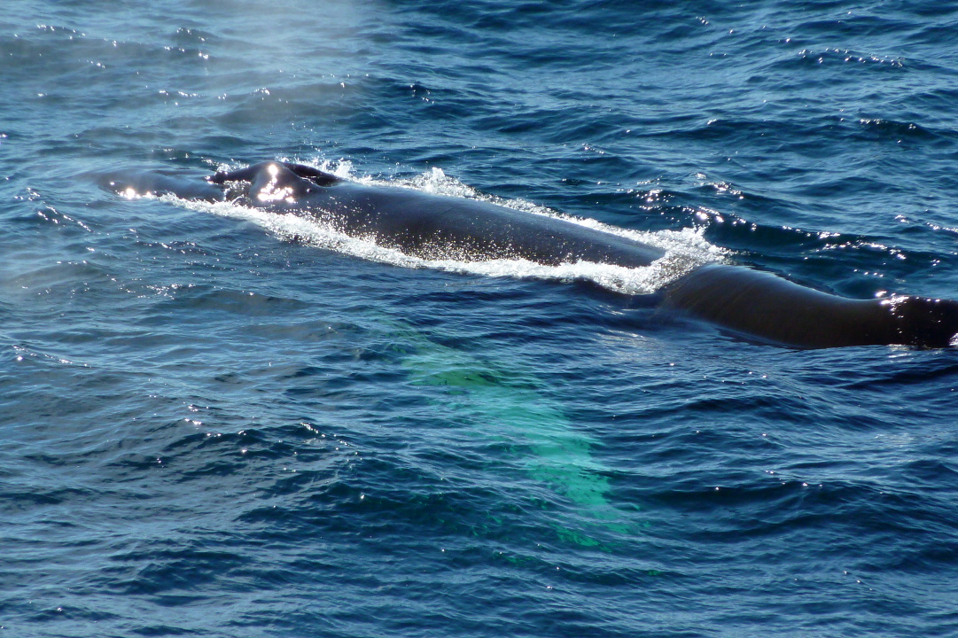 Another Side of this Life: Arctic Journey: Atammik and Fjords