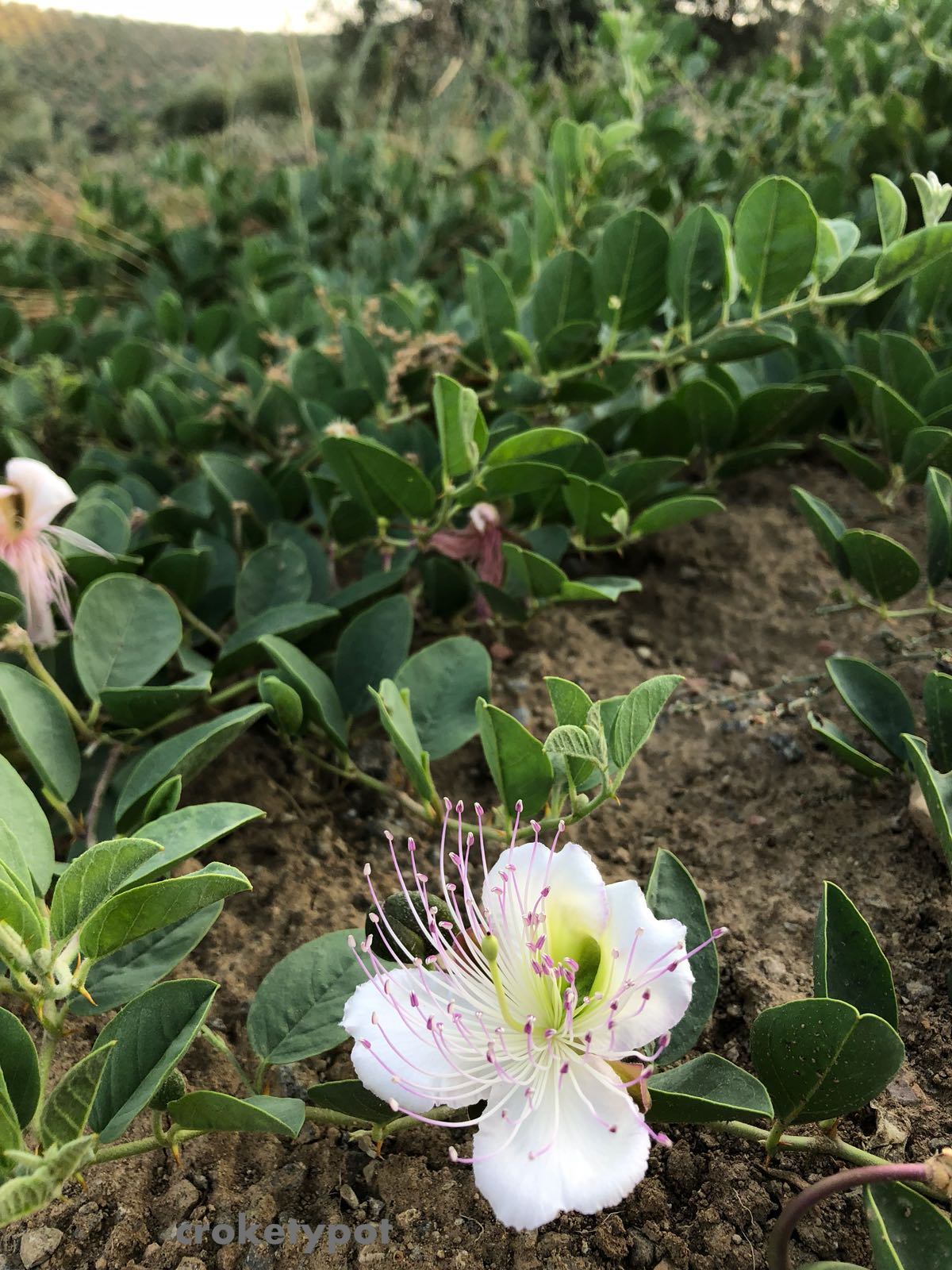 CROKETYPOT: ALCAPARRAS EN SALMUERA