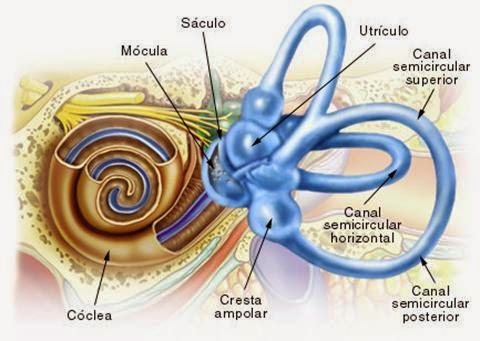 ¿Qué es el sistema vestibular? Blog Atendiendo Necesidades