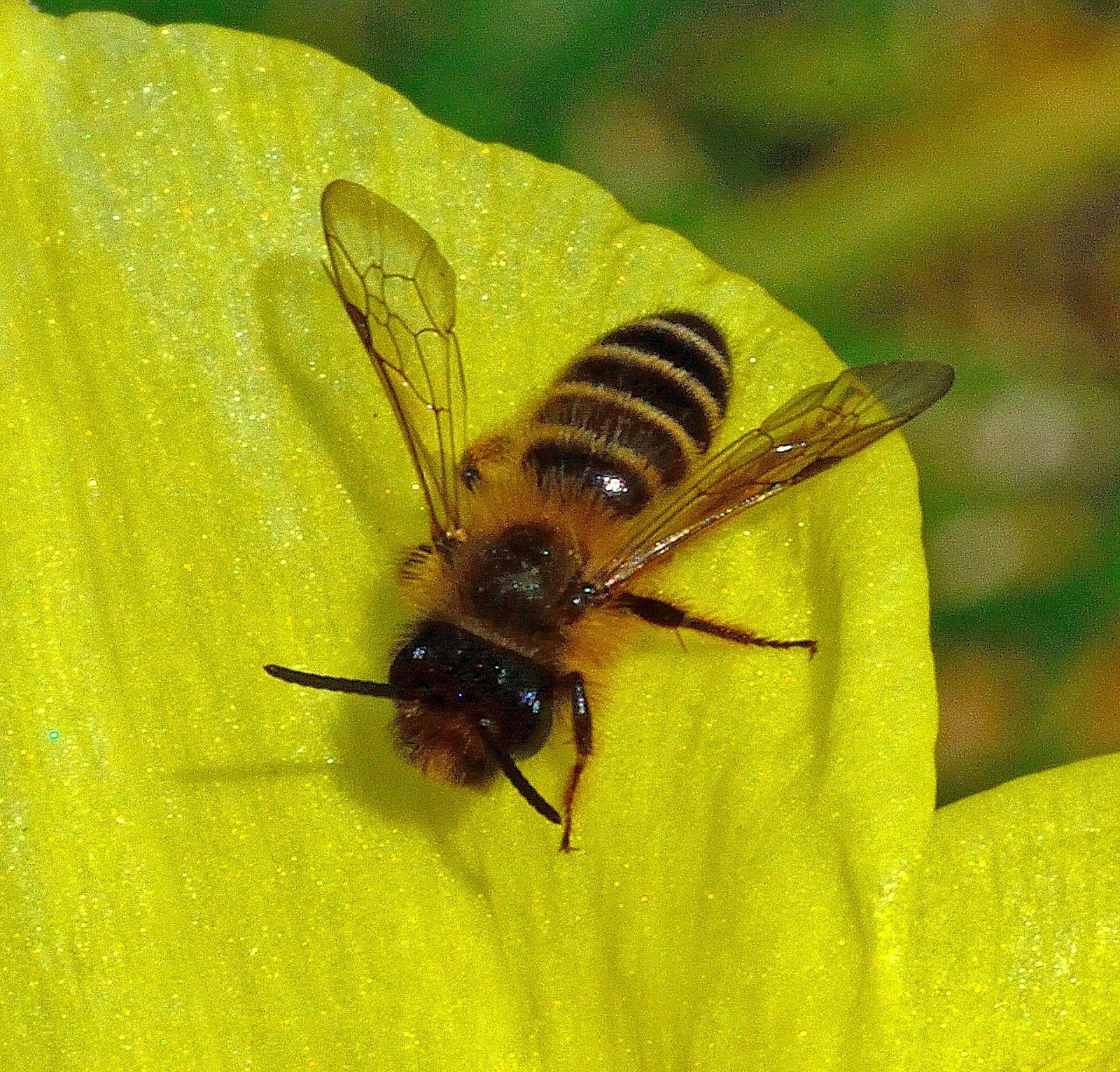 Wight Bumblees: The Yellow-legged Mining Bee.
