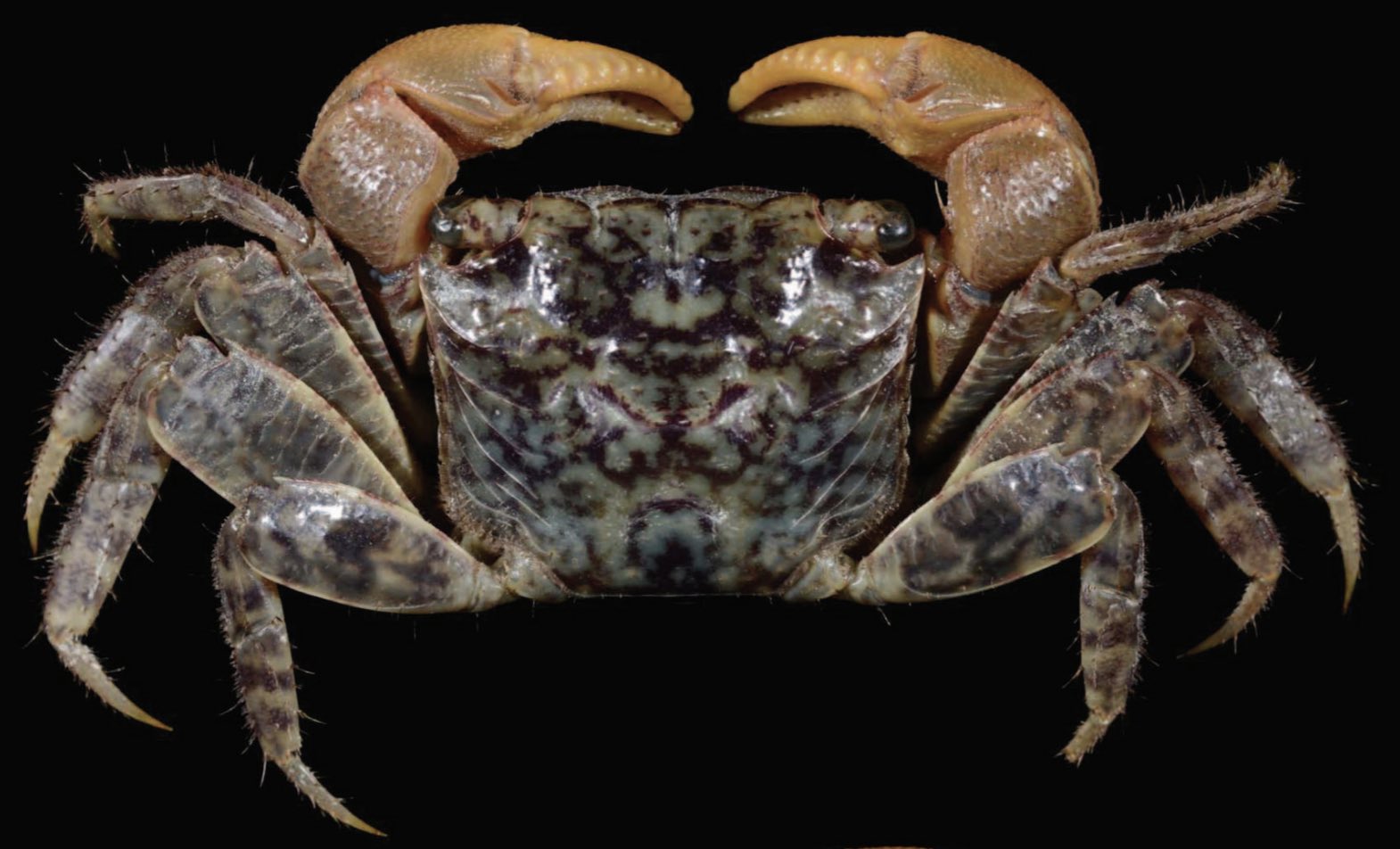 Species New to Science: [Crustacea • 2021] Parasesarma daviei ...