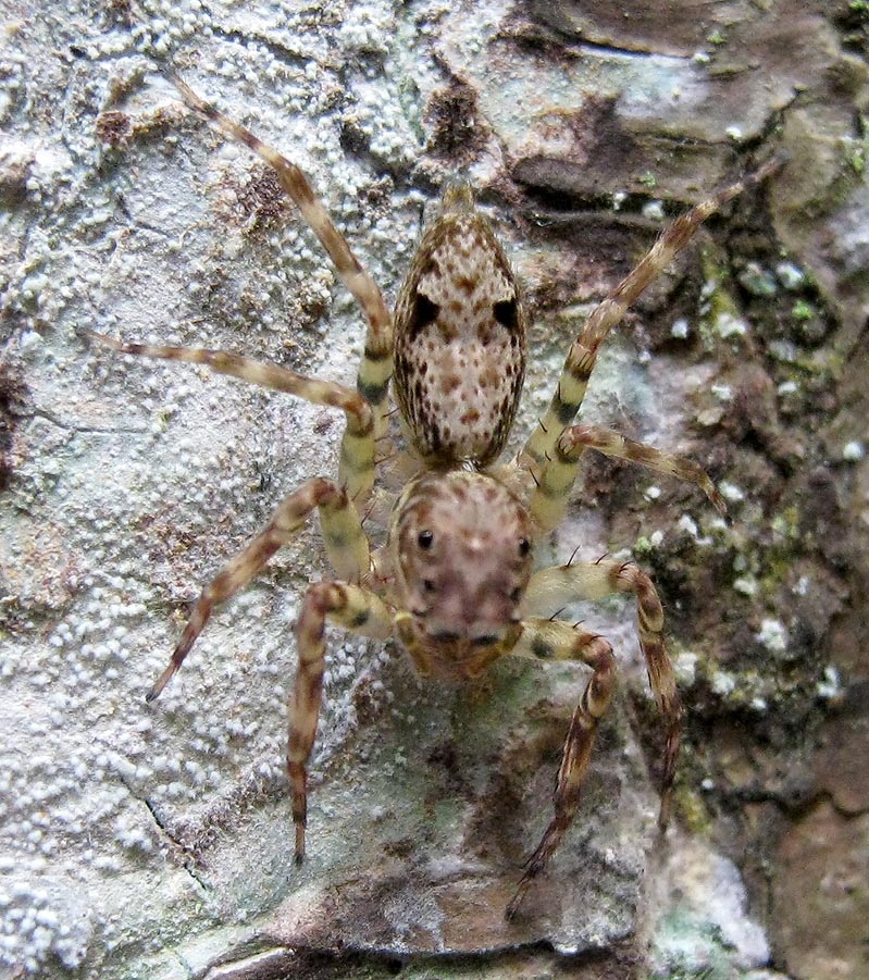 Exploring the Endangered Wonders: My Magnificent Spiders - Part 1