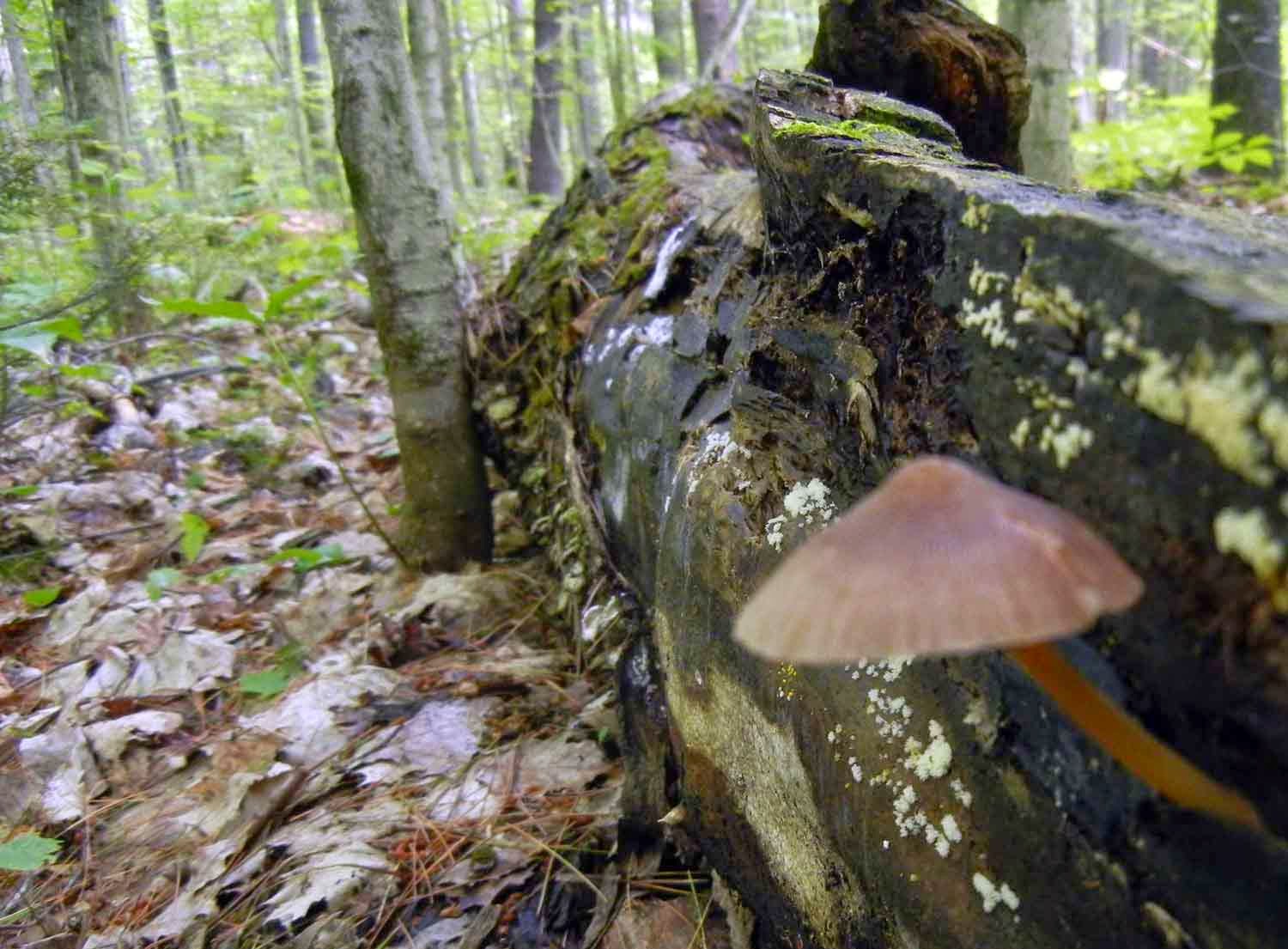 Sci/Why: The Living Rotting Log: An Amazing Diversity of Fungal Life