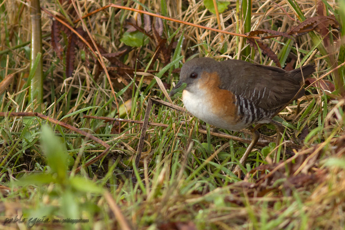 mis fotos de aves: Laterallus melanophaius Burrito Canela Rufous-sided ...