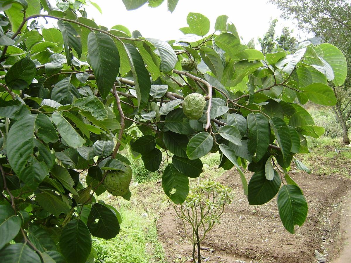 Liście gravioli - właściwości, przeciwskazania i zastosowanie