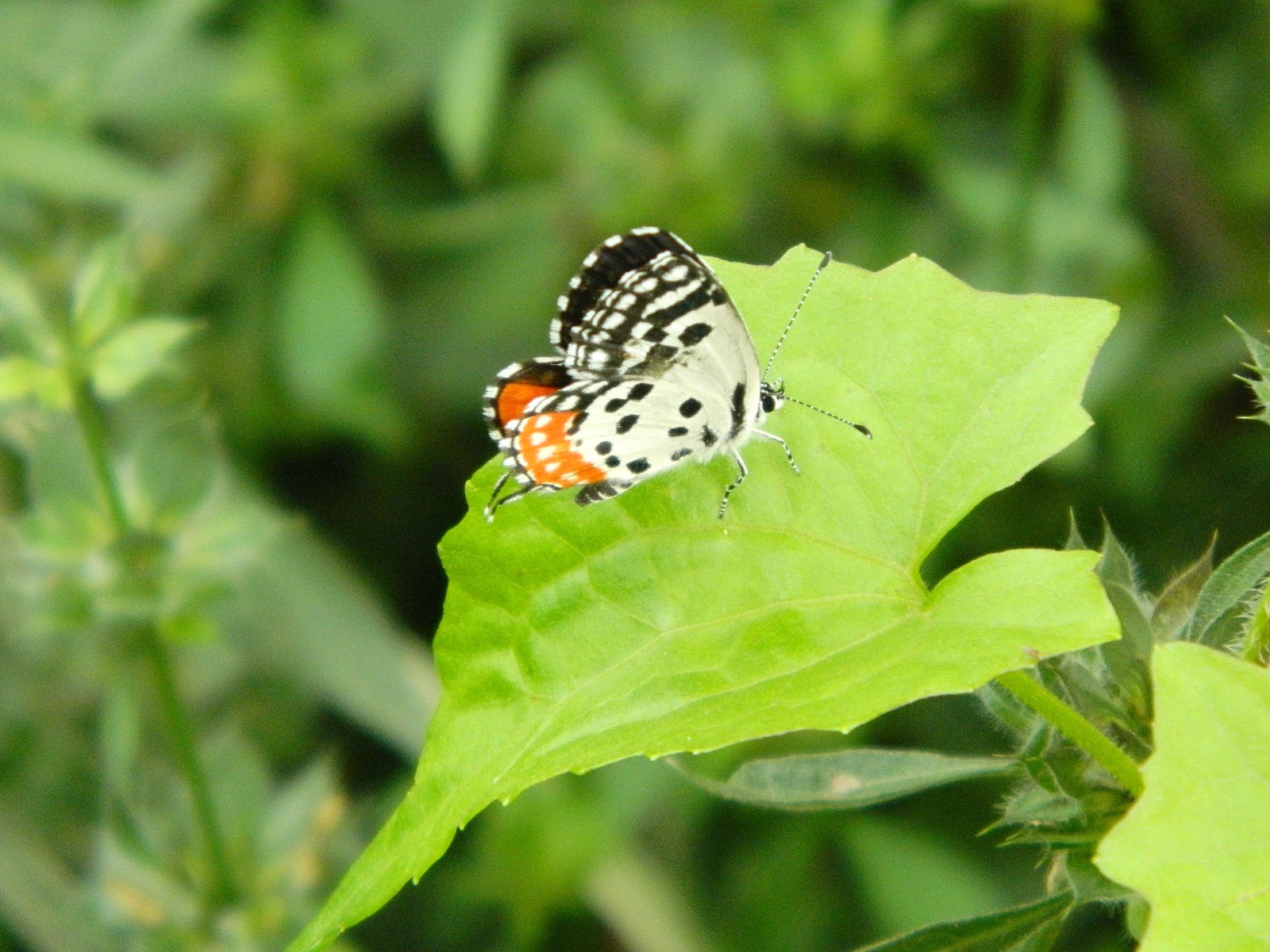 A Norfolk Birder in Thailand: Chiang Dao Butterflies March 2013 ...