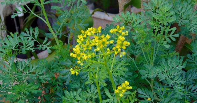 Benefícios da arruda - Saúde em beleza