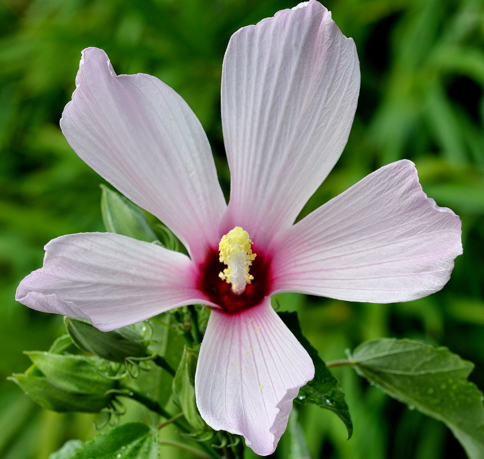 Using Georgia Native Plants: Hardy Hibiscus (and Native too)