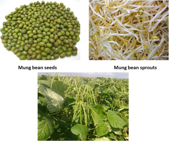 Crop Production Technology-1 (Kharif Crop) Pulses-(Pigeon Pea, Mung ...