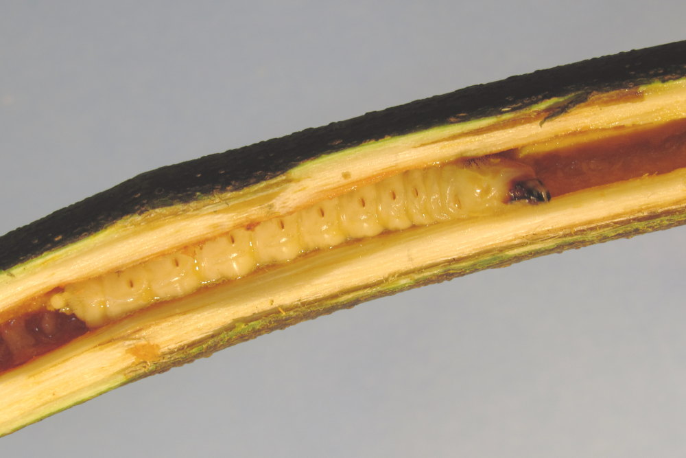 山口県の自然史: 桑やイチジクの木に誘われるキボシカミキリの生態，下関市（ Yellow-spotted Longicorn beetles ...