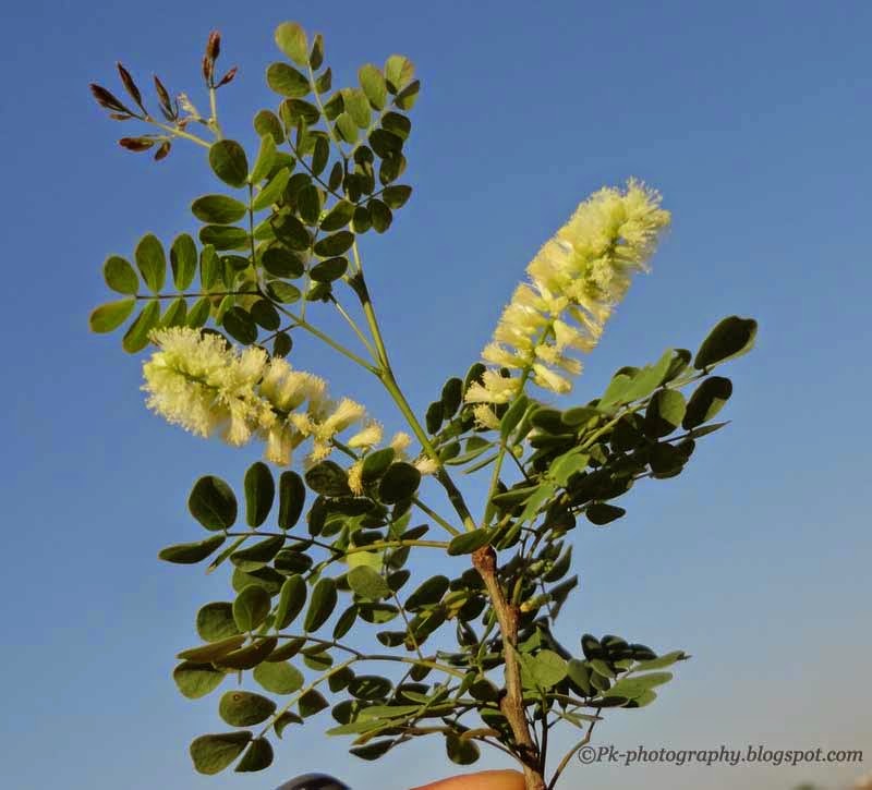 Phulai-Acacia modesta | Nature, Cultural, and Travel Photography Blog