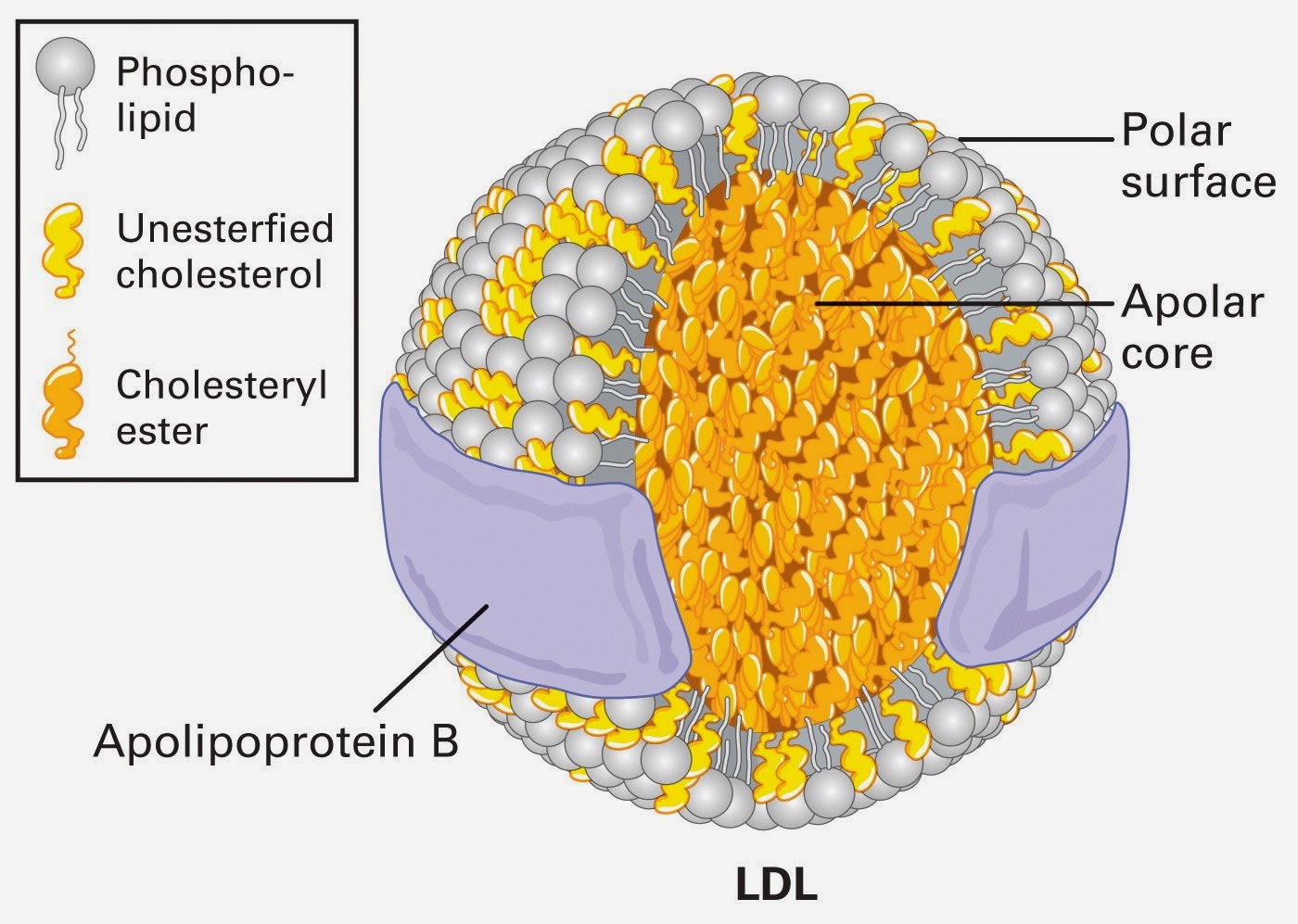 World of Biochemistry (blog about biochemistry): Lipoproteins (general ...