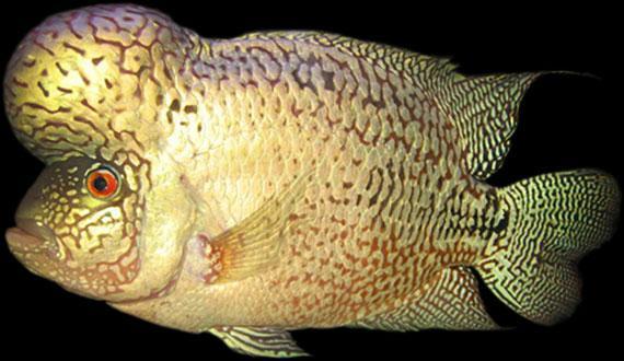 Flowerhorn The Hybrid Cichlids: King Kamfa 2