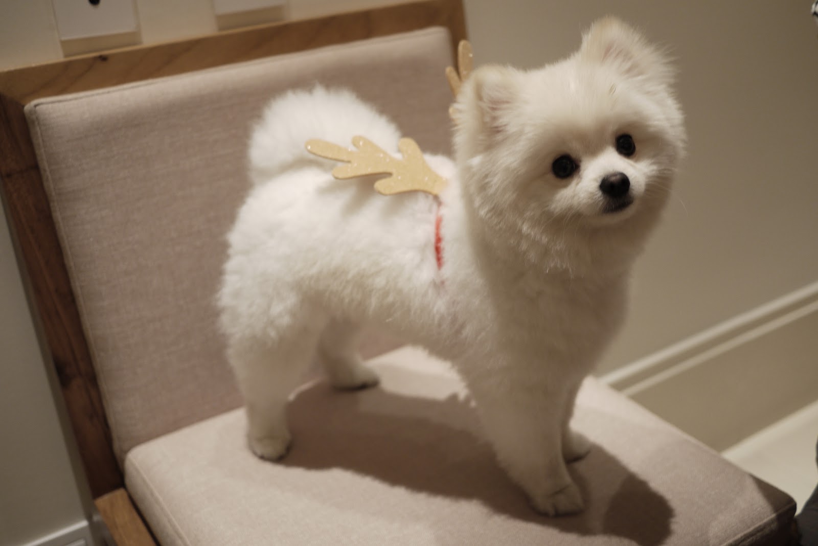 Sao Paulo diary: [ H A R U ] o cachorro mais lindo do mundo (pra mim!)