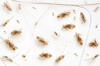 Head Lice In Adults With Color Treated Hair - Caraway Seeds Health Benefits