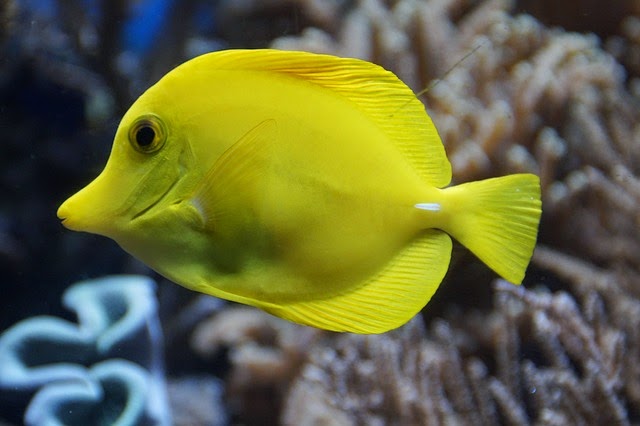 LOS ANIMALES: LOS PECES