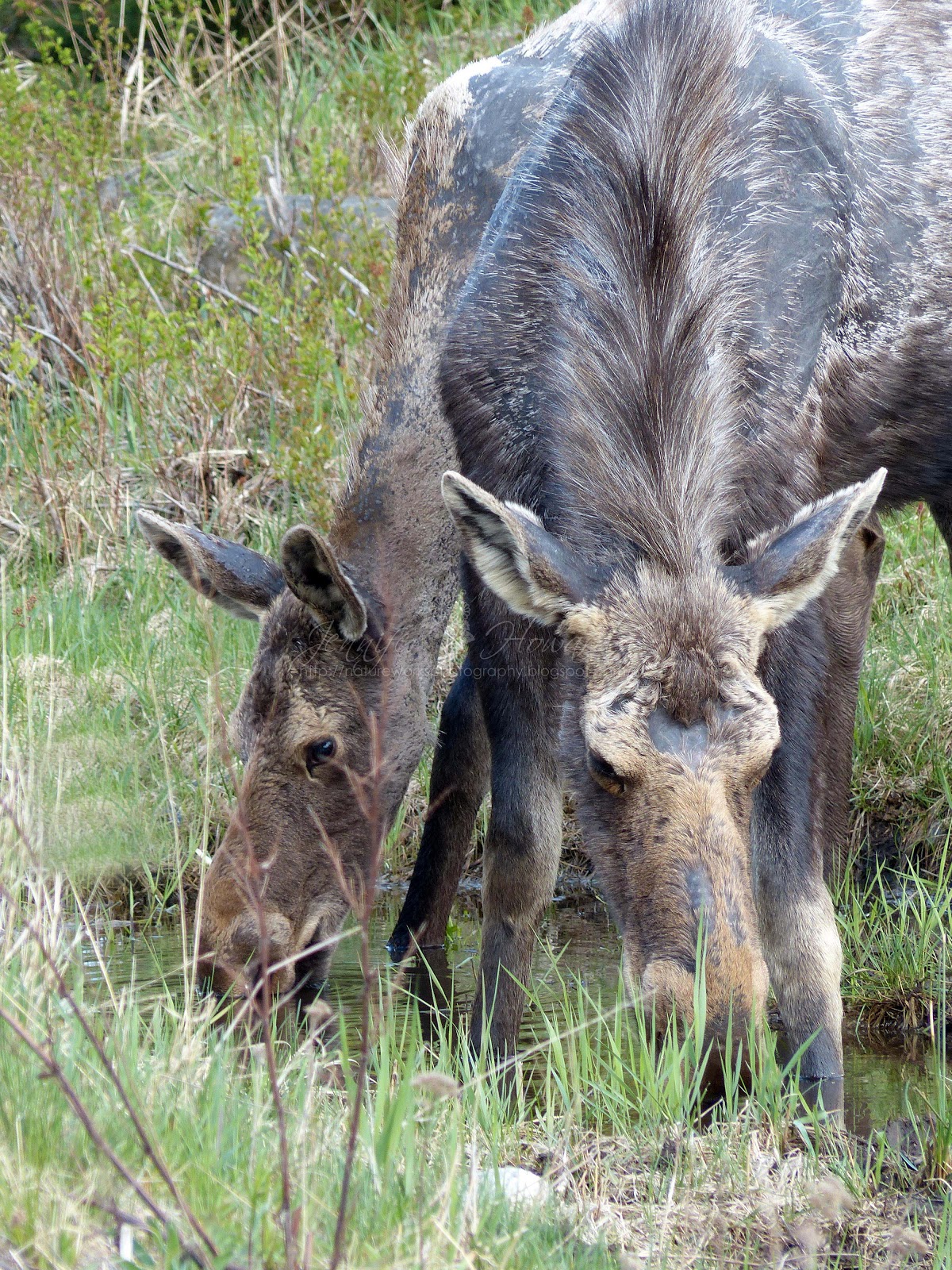 Nature Works Photography: May 2013