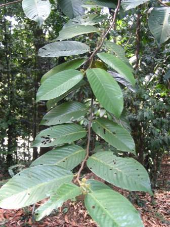 Shorea leprosula | Pustaka Flora | Database Tanaman Landscape
