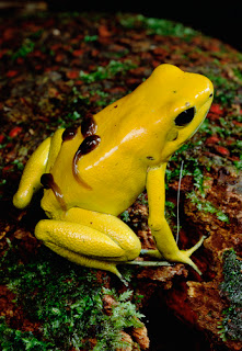 1000 Natural Wonders: #9 Dedicated Frog Parents