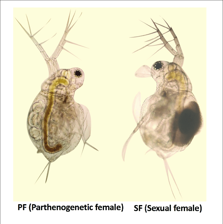 MENGENALI DAPHNIA MAGNA DAN MOINA SERTA PENGGUNAANNYA