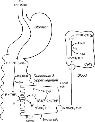 Folic Acid Deficiency Case File