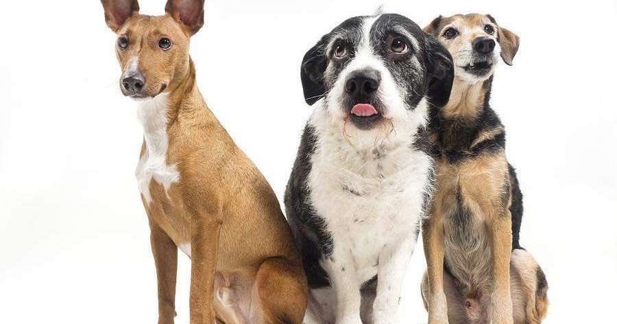 el caso de la mafia roba perros