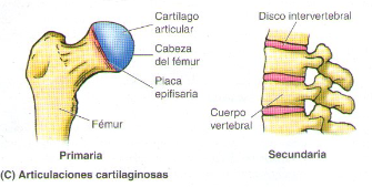 Biología Humana: ARTICULACIONES: SINARTROSIS, ANFIARTROSIS