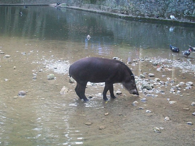 Venezuela Merida State: Zoo "Los Chorros de Milla"