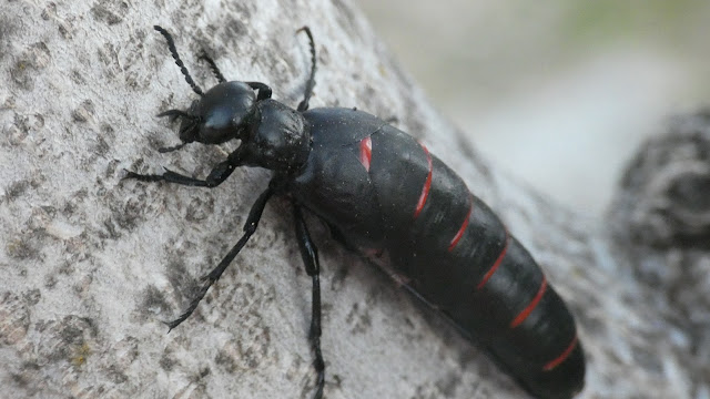 Blog de campo y minerales: marzo 2020