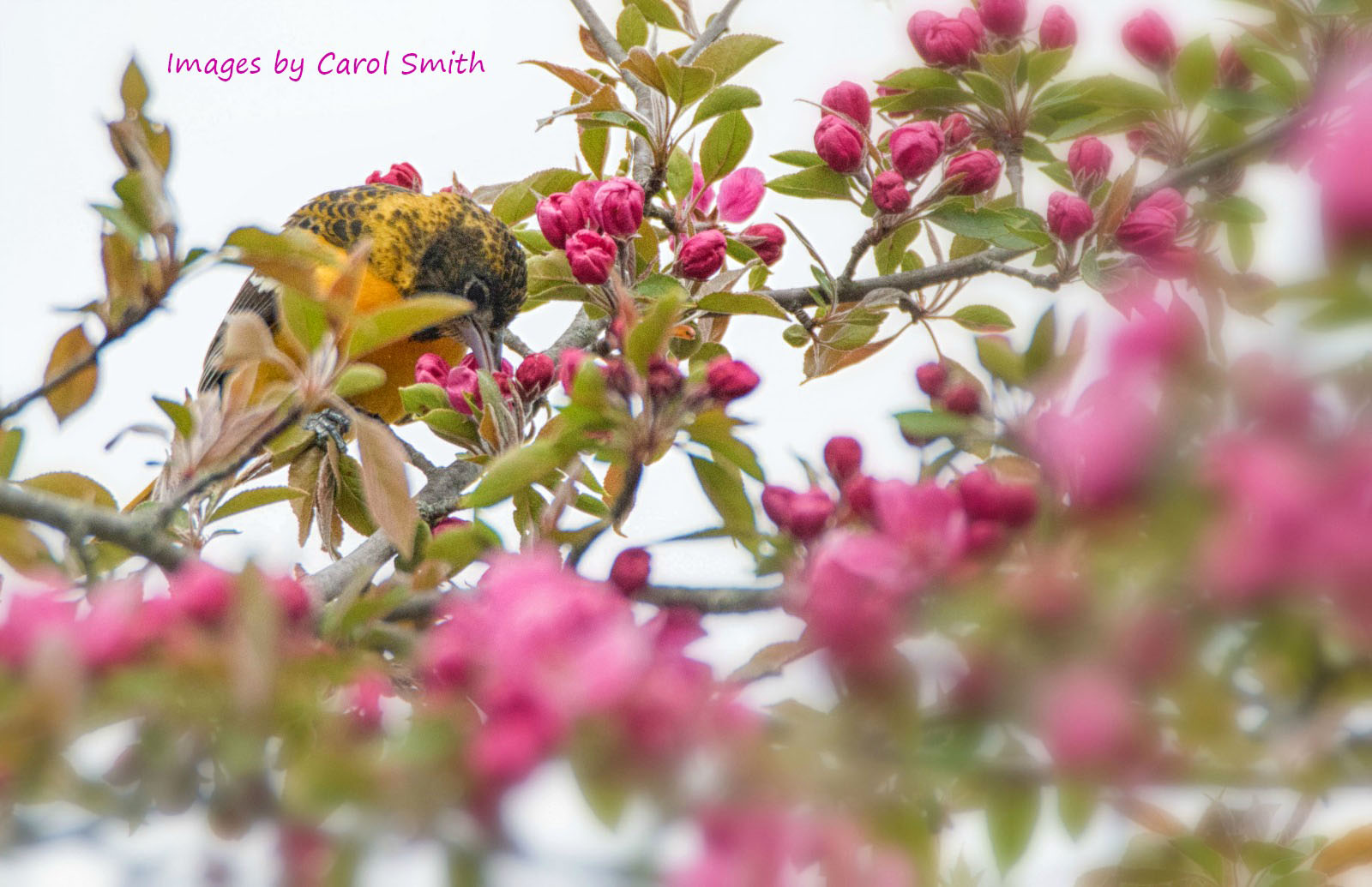Carol's View Of New England: Spring birds in New England