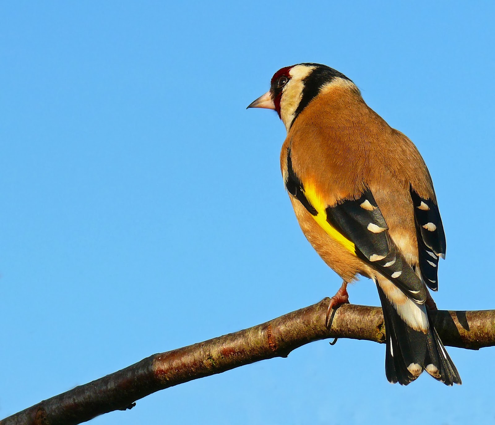 Doug Mackenzie Dodds - Images | The "charming" bird. By Keats, Raphael ...