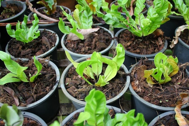 Market of Eden: Overnight Escape at Fern Paradise