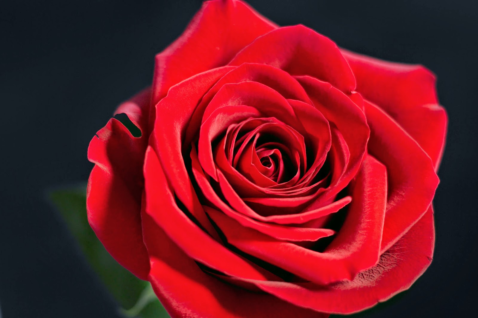 Rose King of Flower Wallpaper - WallpapersXplore | Free HD Desktop ...