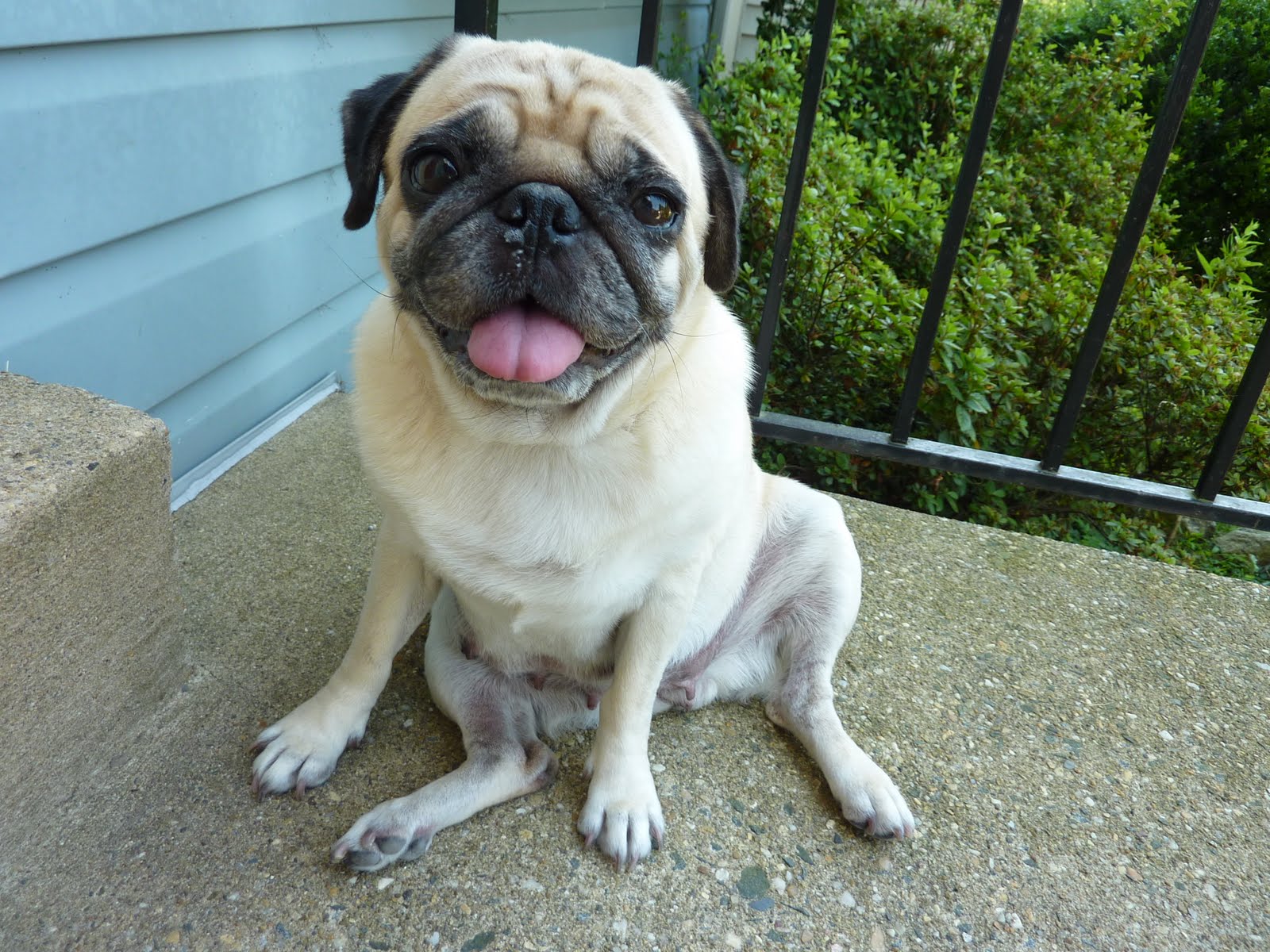 Lil Smug Pug: Lil Smug Pug Photo Overload