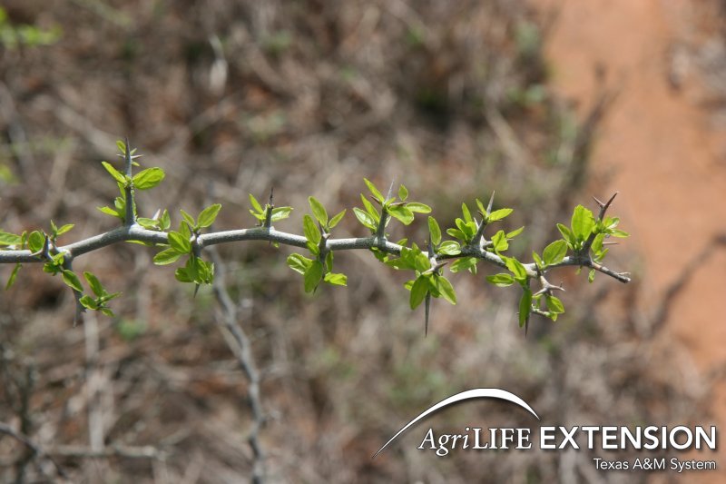 The curse of thorns and the crown of thorns