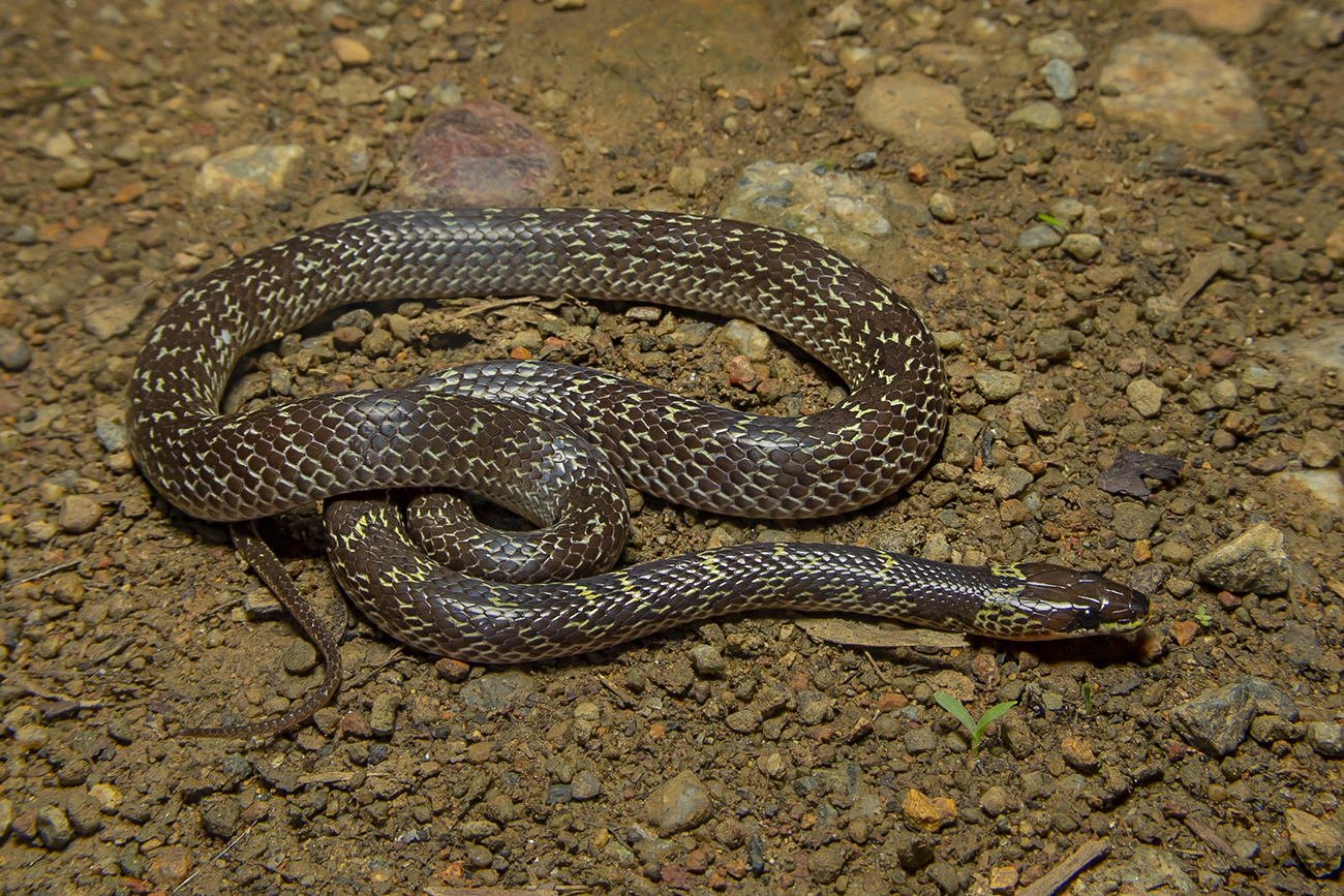 As The Crow Flies - a Hong Kong Birding Blog: Snakes! Mid-summer Herping