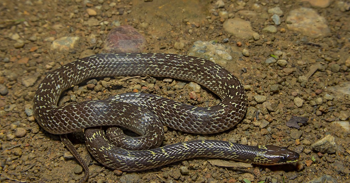 As The Crow Flies - a Hong Kong Birding Blog: Snakes! Mid-summer Herping