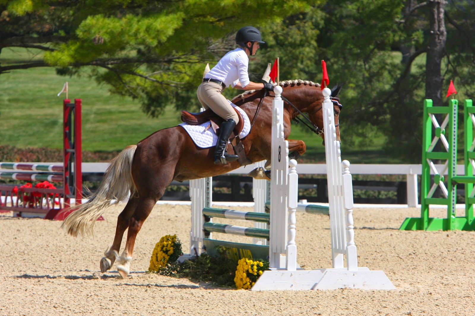 Cob Jockey: Jump Start HT: Show Jumping