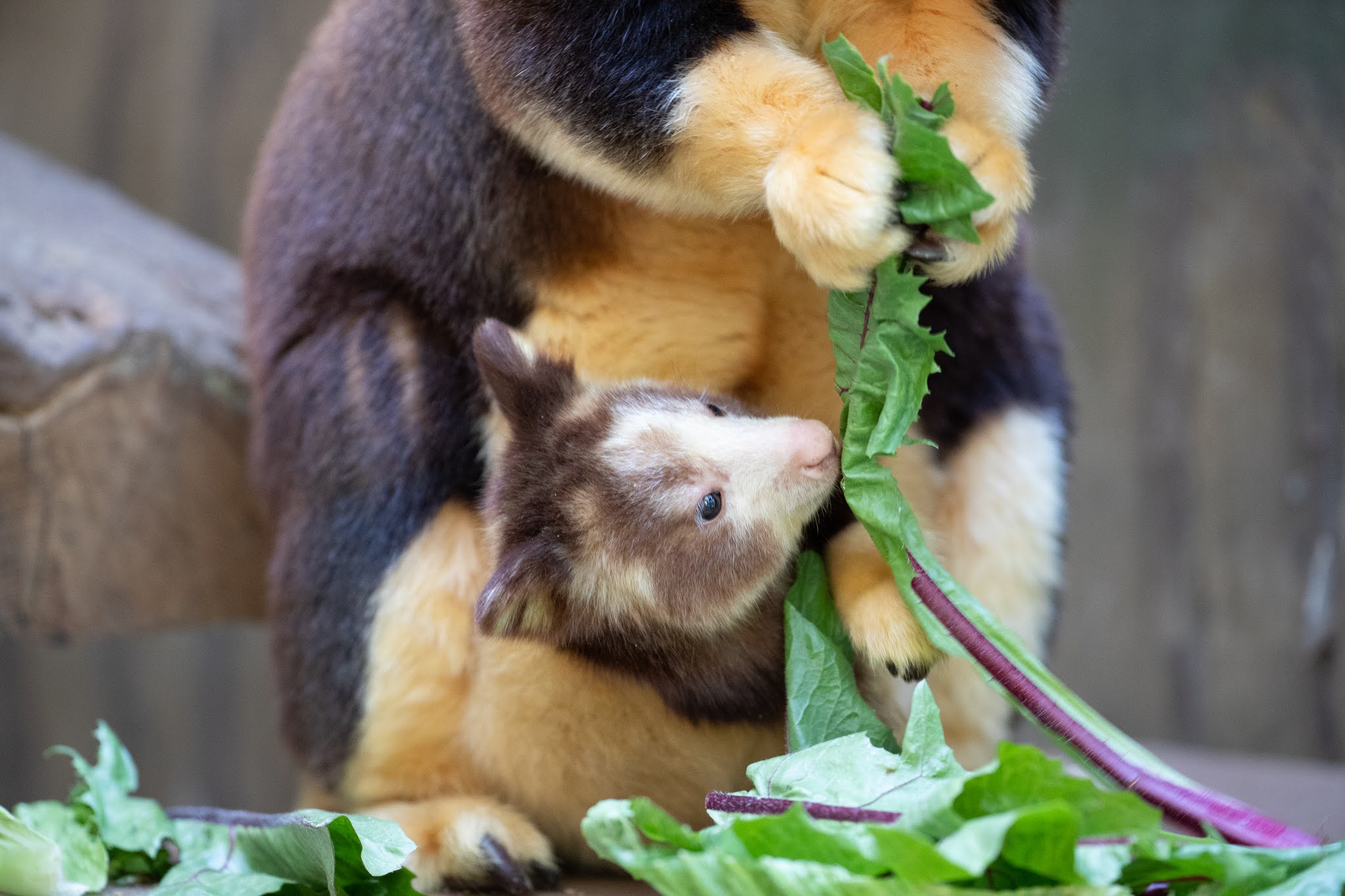 Baby reveal! Adorable tree kangaroo joey emerges from mom’s pouch