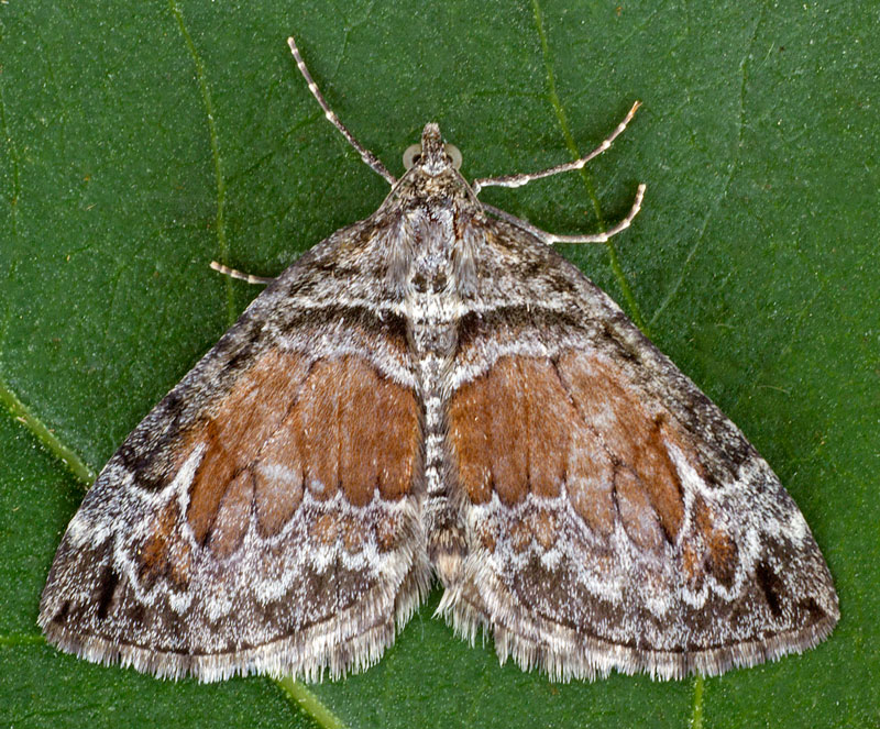 Ian Maton Nature Photography