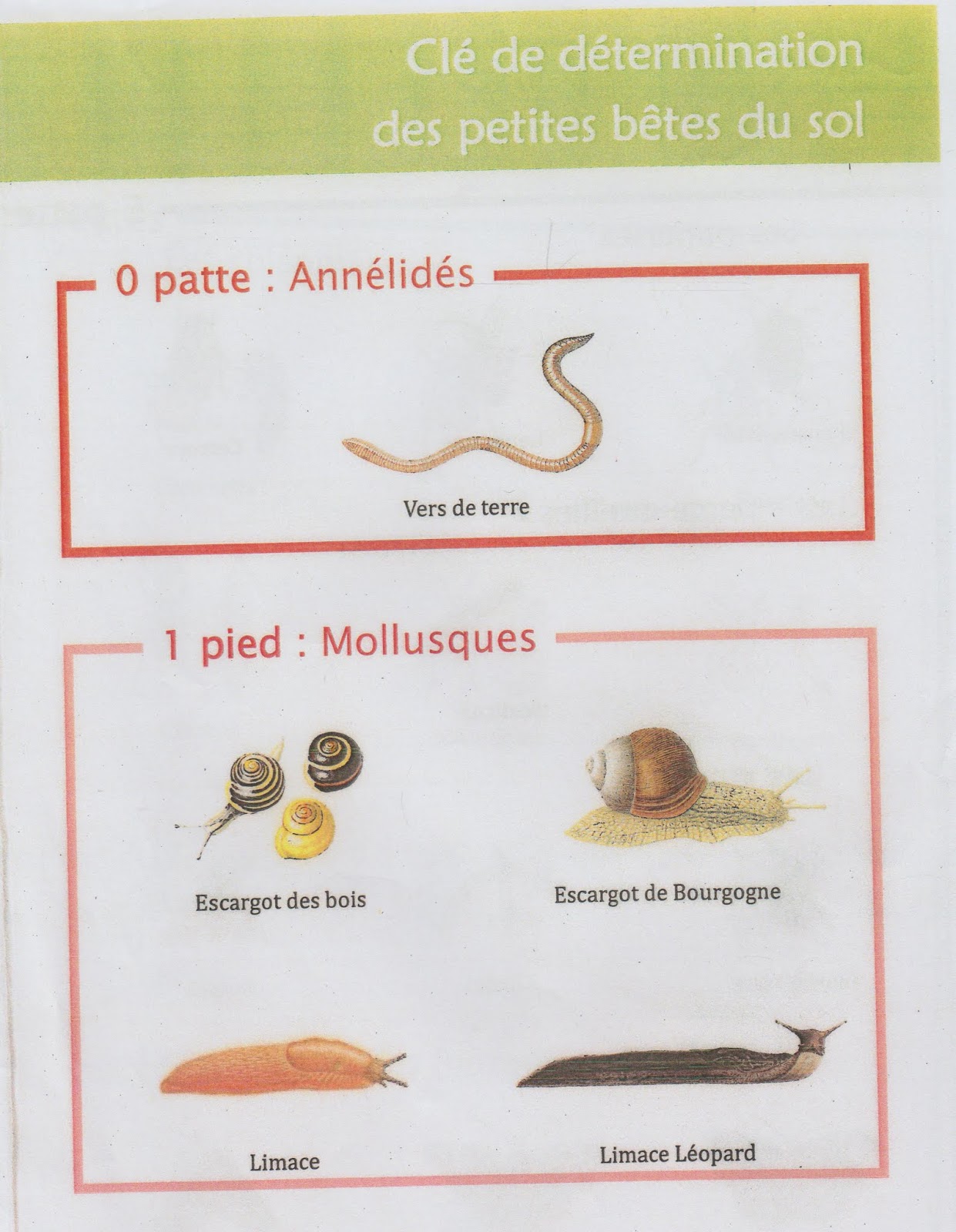 Les petites bêtes .3 -les autres petites bêtes du sol